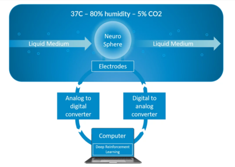 What is biocomputing? - FinalSpark